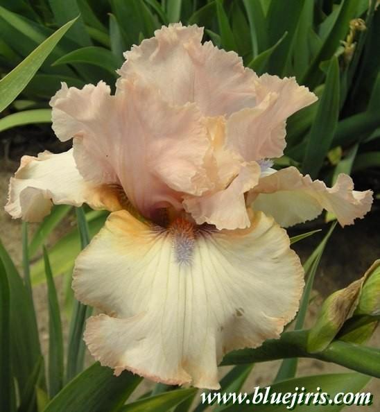 Tall Bearded Iris (Iris 'Olive Frances Meek') in the Irises Database ...