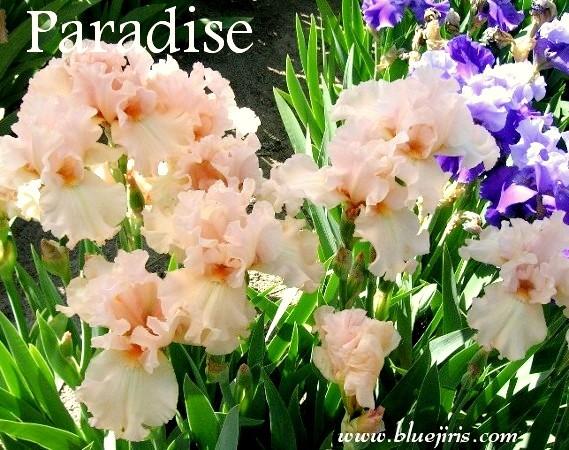 Photo of the entire plant of Tall Bearded Iris (Iris 'Paradise') posted ...