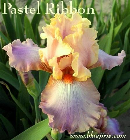 Tall Bearded Iris (Iris 'Pastel Ribbons') in the Irises Database ...