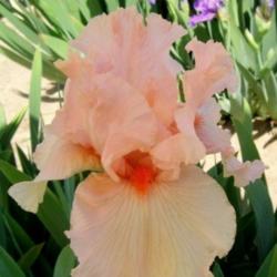 Border Bearded Iris (Iris 'October Splendor') in the Irises Database ...