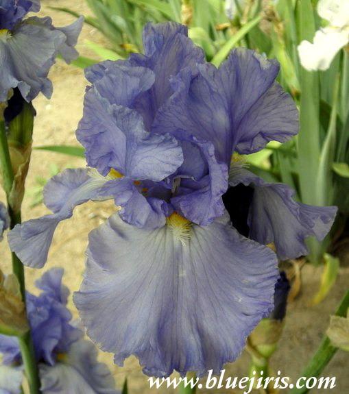 Tall Bearded Iris (Iris 'Pacific Tide') in the Irises Database - Garden.org