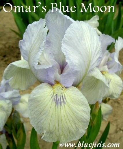 Arilbred Iris (Iris 'Omar's Blue Moon') in the Irises Database - Garden.org