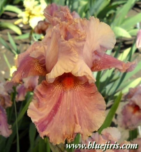 Photo of the bloom of Tall Bearded Iris (Iris 'Okapi Poppy') posted by Calif_Sue - Garden.org