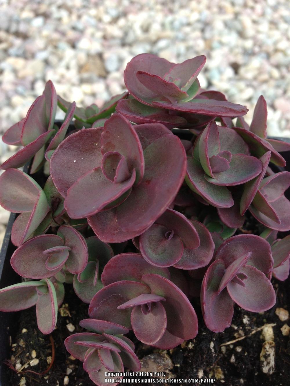 Ussuri River Stonecrop (Hylotelephium ussuriense 'Turkish Delight ...