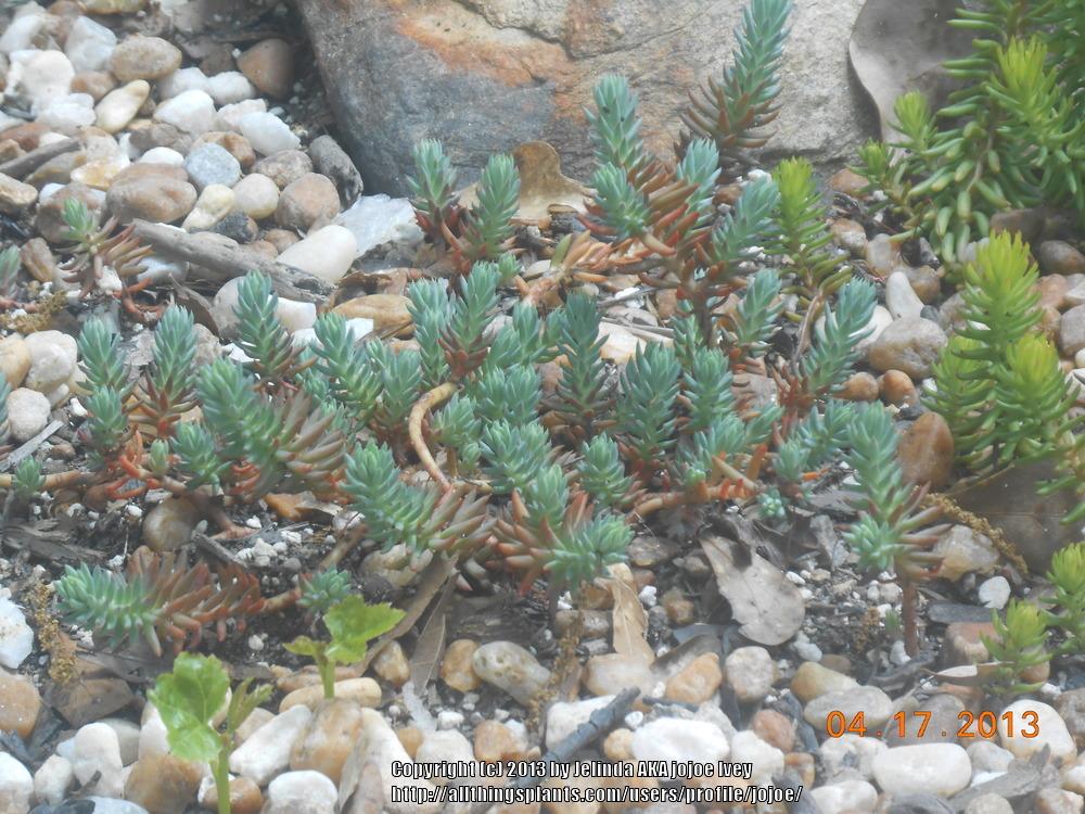 Photo of the entire plant of Jenny's Stonecrop (Petrosedum rupestre ...