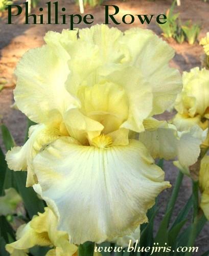 Tall Bearded Iris (Iris 'Philip Rowe') in the Irises Database - Garden.org