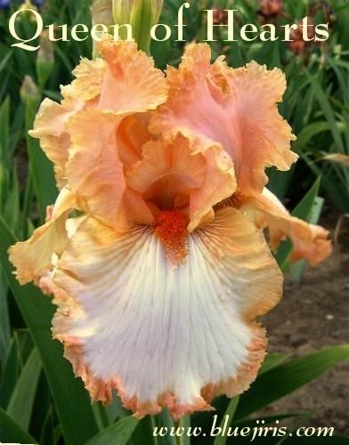 Tall Bearded Iris (Iris 'Queen of Hearts') in the Irises Database ...