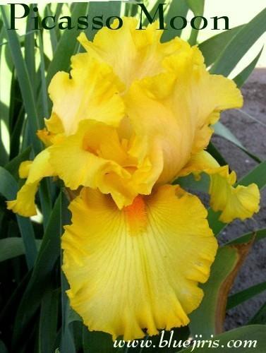 Photo of the bloom of Tall Bearded Iris (Iris 'Picasso Moon') posted by ...