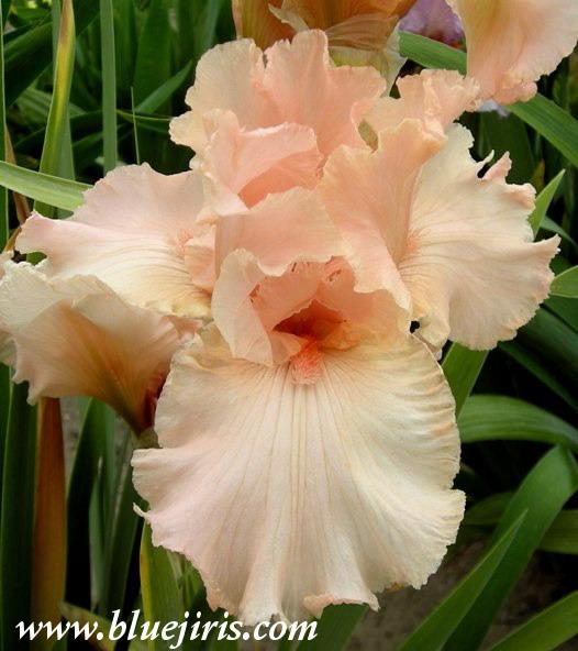 Tall Bearded Iris (Iris 'Pink Moon') in the Irises Database - Garden.org