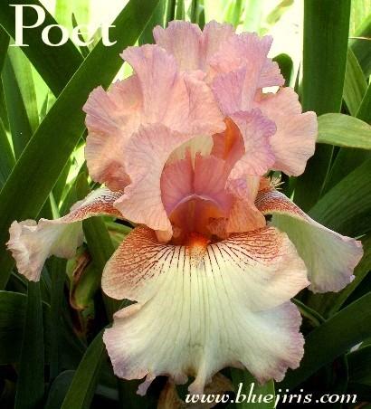 Tall Bearded Iris (Iris 'Poet') in the Irises Database - Garden.org