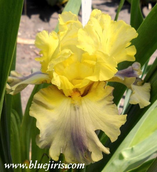 Tall Bearded Iris (Iris 'Pixie Dust') in the Irises Database - Garden.org