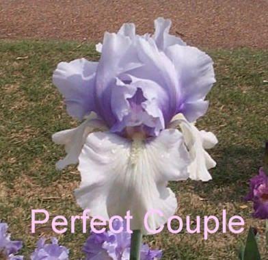 Photo of the bloom of Tall Bearded Iris (Iris 'Perfect Couple') posted ...