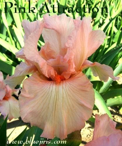 Photo of the bloom of Tall Bearded Iris (Iris 'Pink Attraction') posted ...