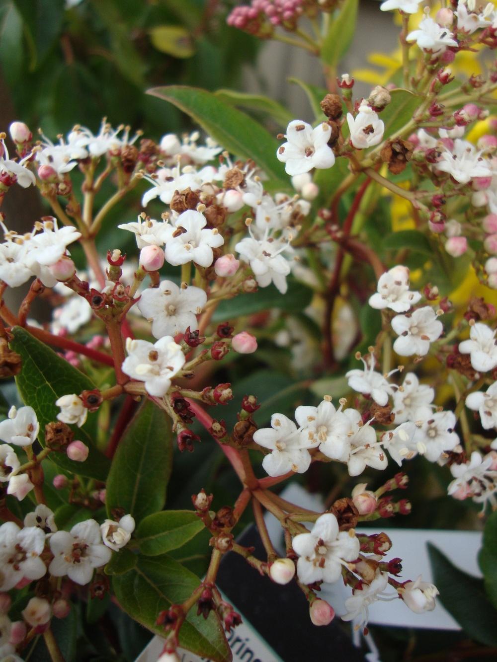 Photo of the bloom of Laurustinus (Viburnum tinus 'Compactum') posted ...
