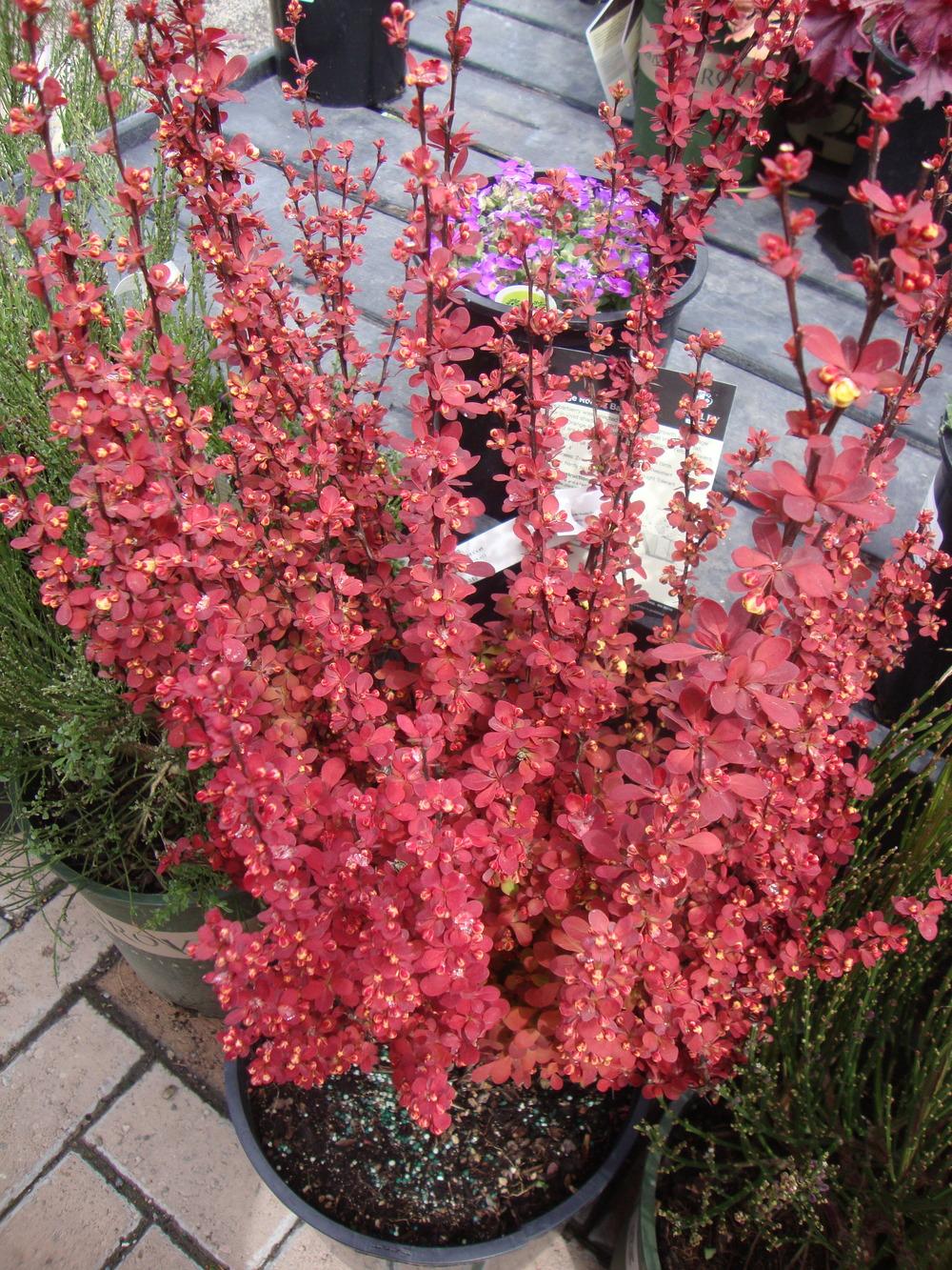 Photo of the entire plant of Japanese Barberry (Berberis thunbergii ...