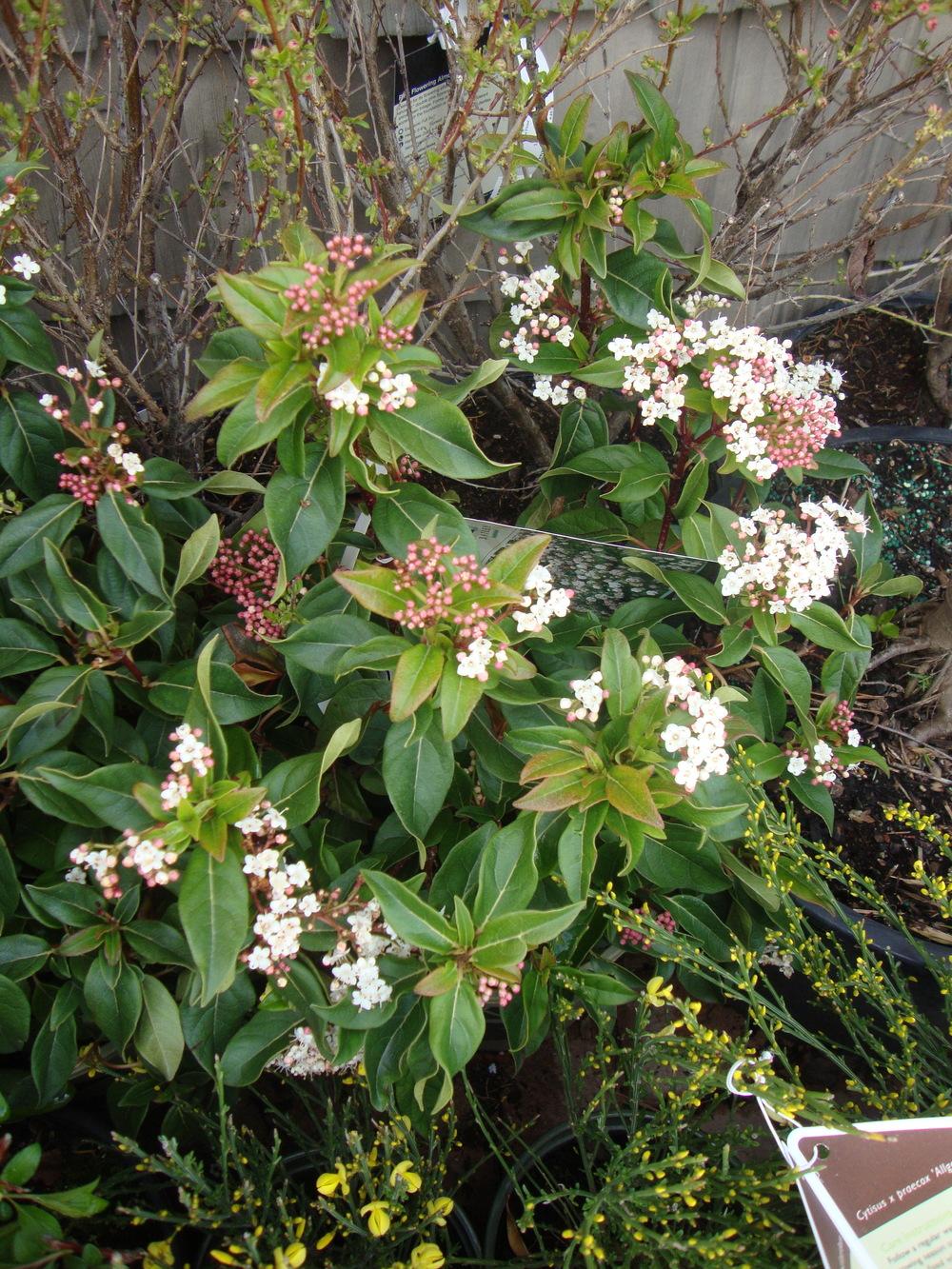 Photo of the entire plant of Laurustinus (Viburnum tinus 'Compactum ...