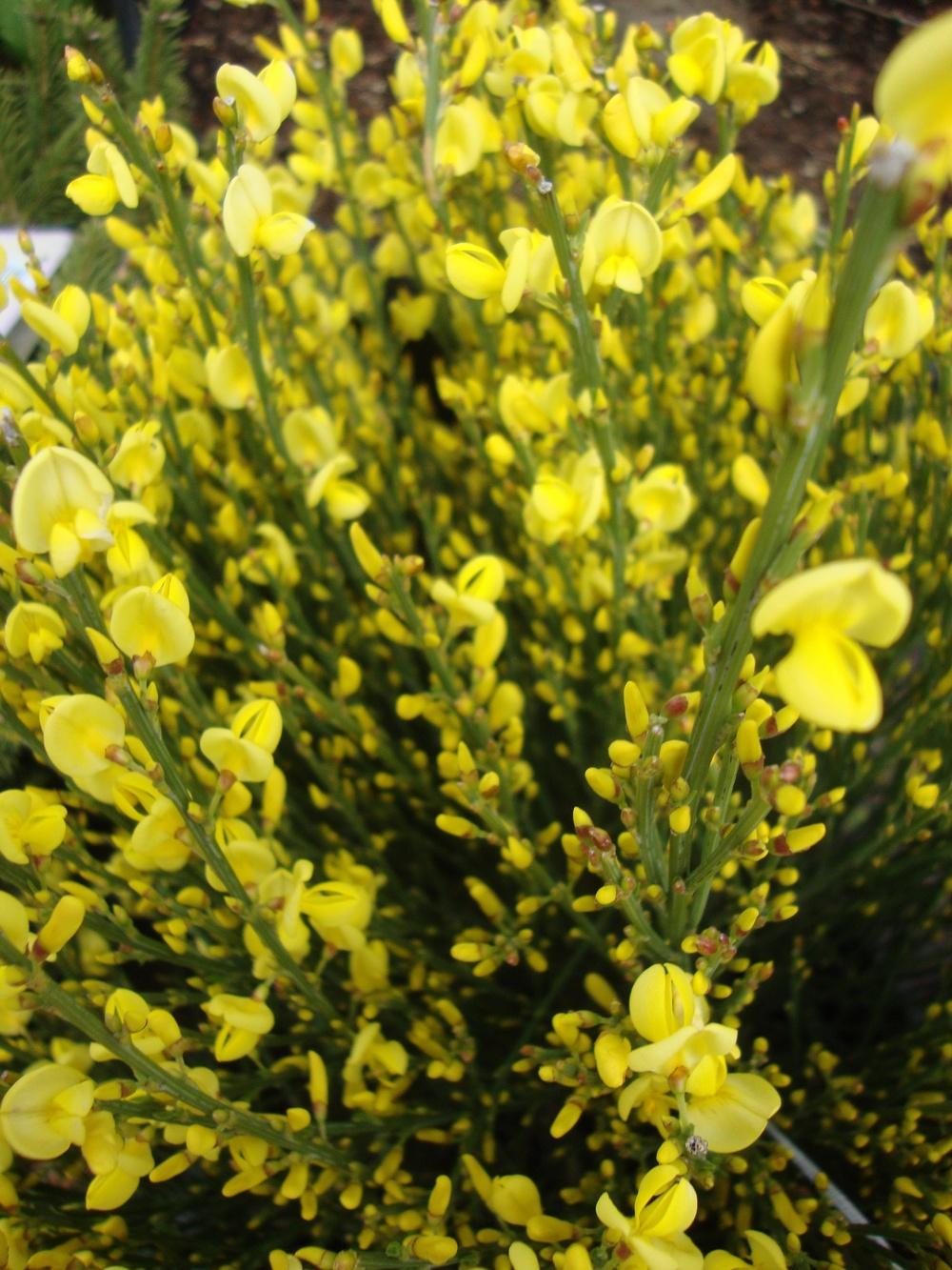 Photo of the bloom of Scotch Broom (Cytisus x praecox 'Allgold') posted ...