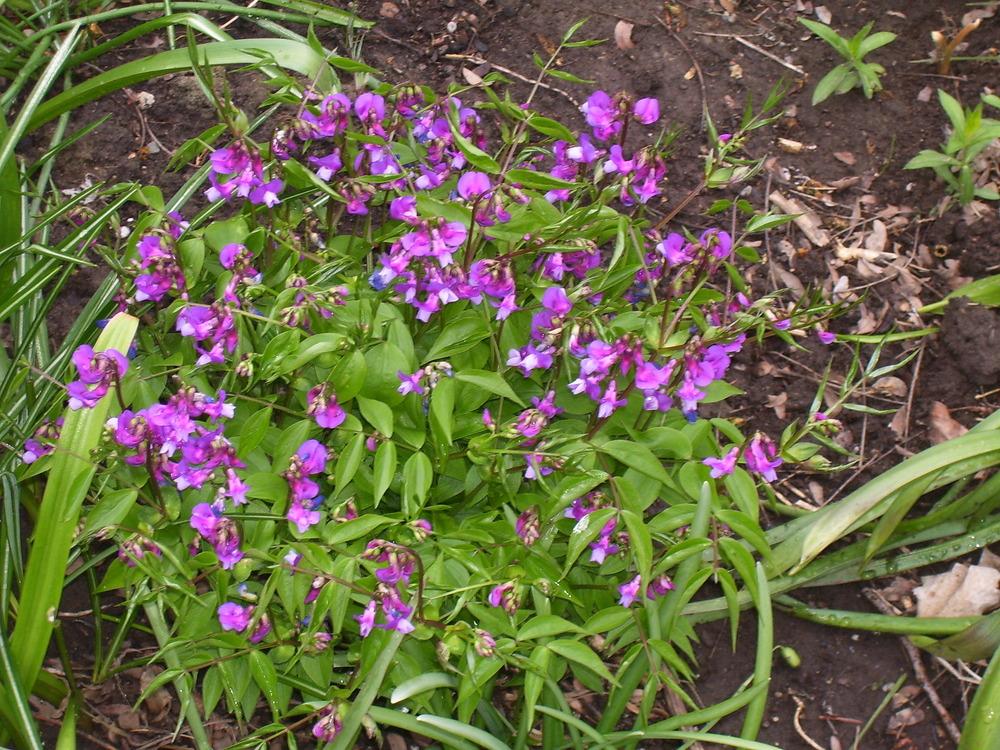 Photo of the entire plant of Spring Vetch (Lathyrus vernus) posted by ...