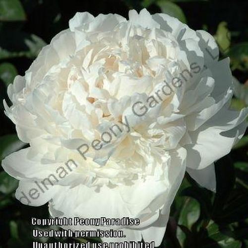 Peony (Paeonia lactiflora 'Class Act') in the Peonies Database - Garden.org