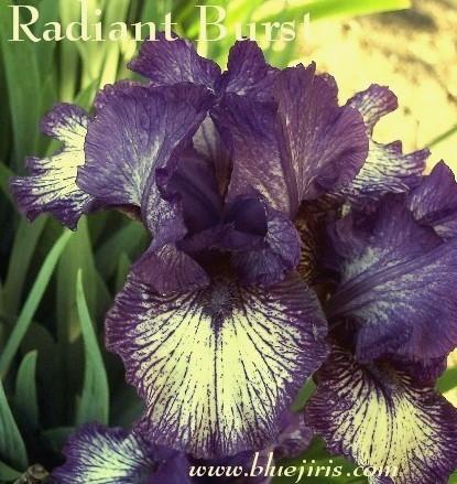 Intermediate Bearded Iris (Iris 'Radiant Burst') in the Irises Database ...