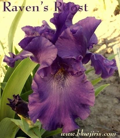 Tall Bearded Iris (Iris 'Raven's Roost') in the Irises Database ...