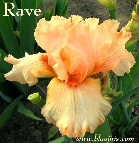 Tall Bearded Iris (Iris 'Rave') in the Irises Database - Garden.org