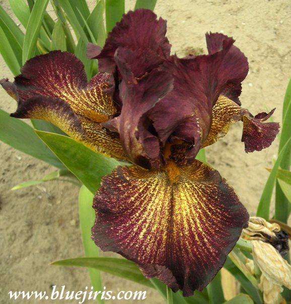 Tall Bearded Iris (Iris 'Raw Timber') in the Irises Database - Garden.org