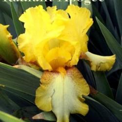 Tall Bearded Iris (Iris 'Radiant Apogee') in the Irises Database ...