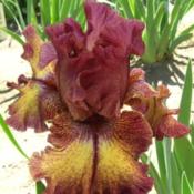 Tall Bearded Iris (Iris 'Raspberry Fudge') in the Irises Database ...