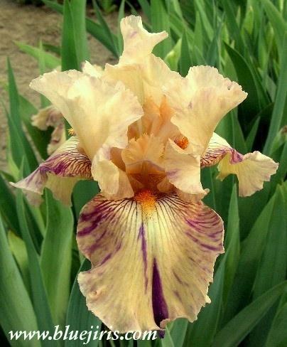 Photo of the bloom of Border Bearded Iris (Iris 'Raspberry Silk ...