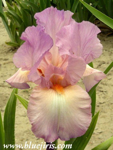 Tall Bearded Iris (Iris 'Raspberry Sorbet') in the Irises Database ...