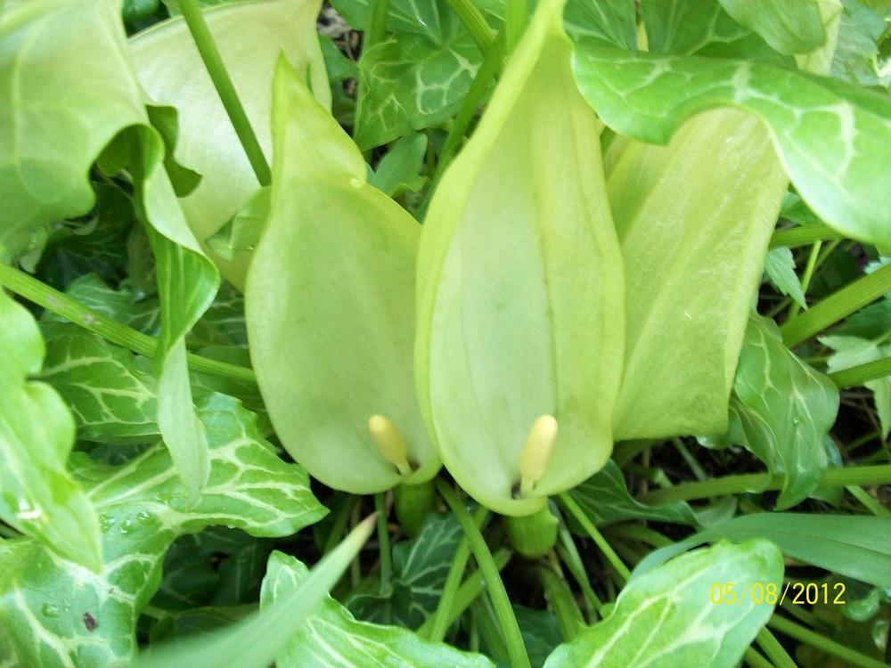 Arums: Plant Care and Collection of Varieties - Garden.org