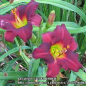 Daylily (Hemerocallis Ruby Stella ) in the Daylilies Database - Garden.org