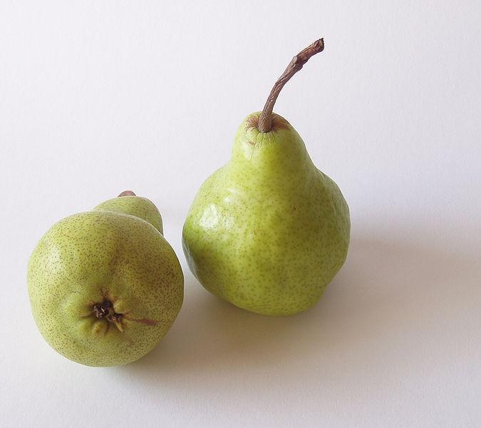 Common Pear (Pyrus communis 'Packham's Triumph') in the Pears Database ...