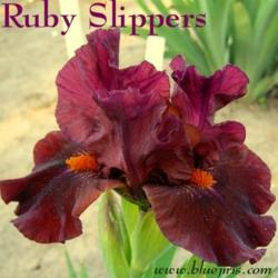 Intermediate Bearded Iris (Iris 'Ruby Slippers') in the Irises Database - Garden.org
