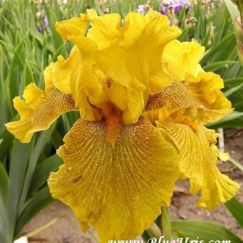 Tall Bearded Iris (Iris 'Rio de Oro') in the Irises Database - Garden.org