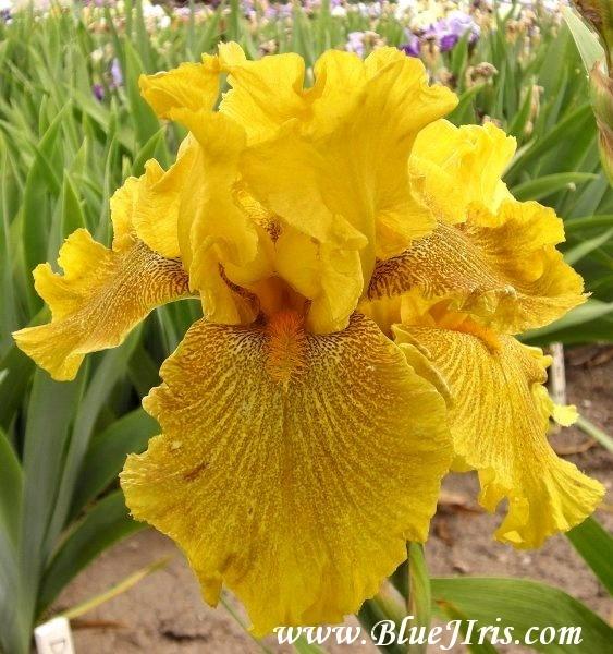 Tall Bearded Iris (Iris 'Rio de Oro') in the Irises Database - Garden.org