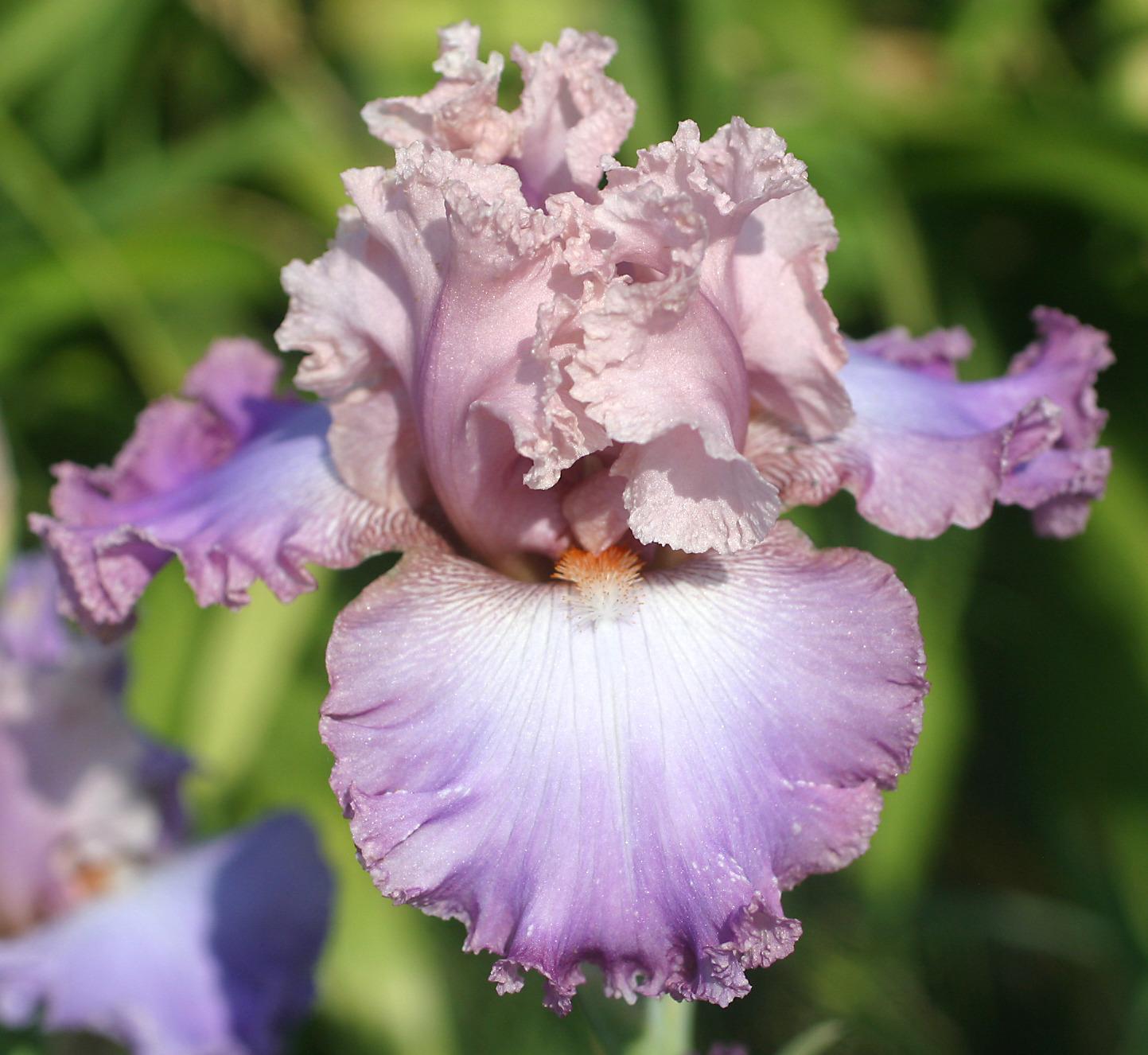 Tall Bearded Iris (Iris 'Fancy Lace') in the Irises Database - Garden.org