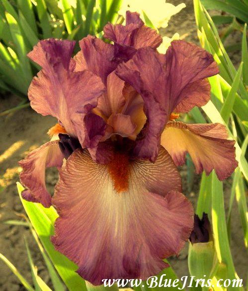 Photo of the bloom of Tall Bearded Iris (Iris 'Rouge-Gorge') posted by ...