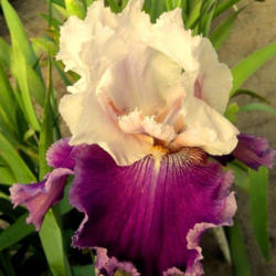 Photo of the bloom of Tall Bearded Iris (Iris 'Robin of Loxley') posted ...
