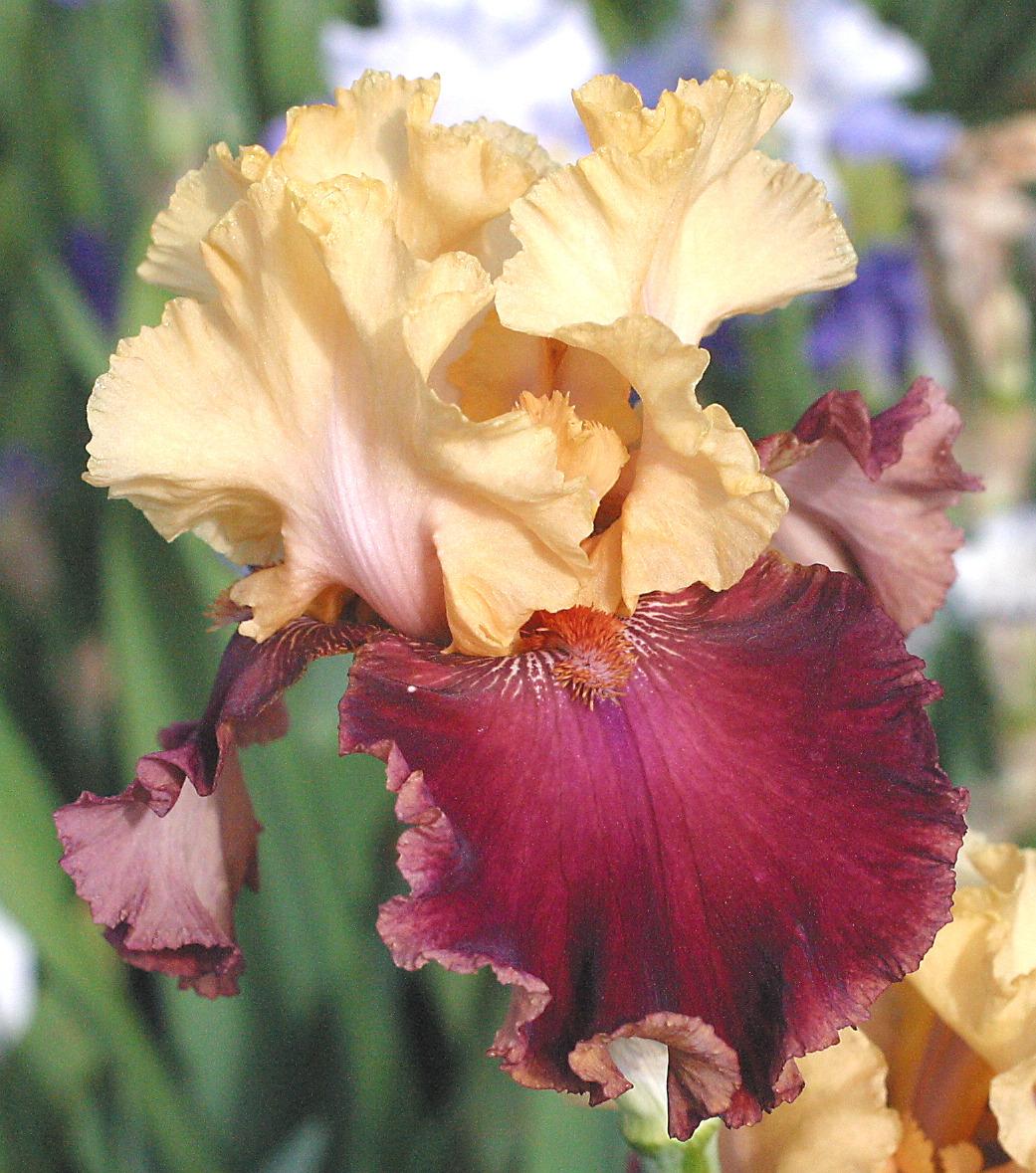 Tall Bearded Iris (Iris 'Dance Queen') in the Irises Database - Garden.org