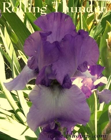Tall Bearded Iris (Iris 'Rolling Thunder') in the Irises Database ...