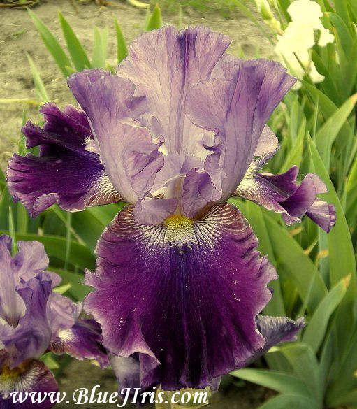Photo of the bloom of Tall Bearded Iris (Iris 'Roman Soldier') posted ...