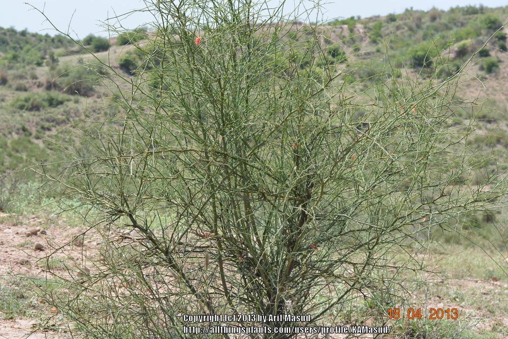 Photo of the entire plant of Karira (Capparis decidua) posted by ...