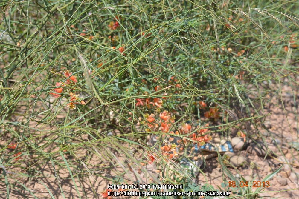 Photo of the closeup of buds, sepals and receptacles of Karira ...