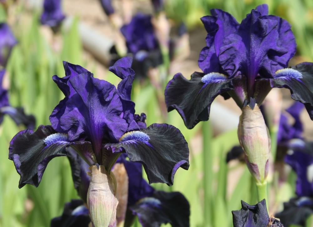 Photo of the bloom of Intermediate Bearded Iris (Iris 'Star in the ...