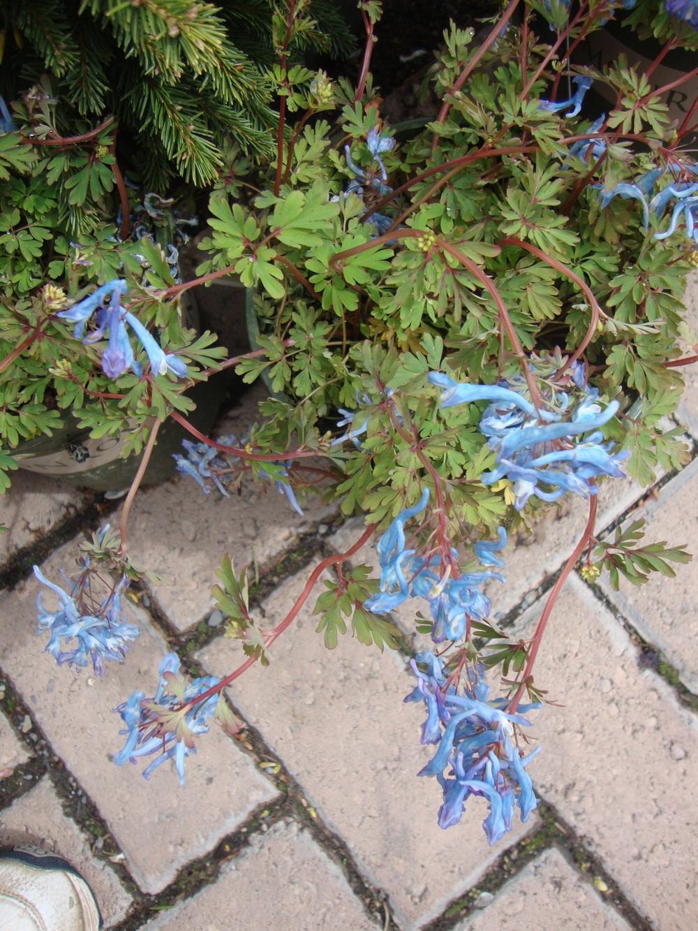Photo of the bloom of Blue Corydalis (Corydalis flexuosa 'China Blue ...