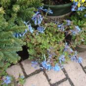 Blue Corydalis (Corydalis flexuosa 'China Blue') - Garden.org