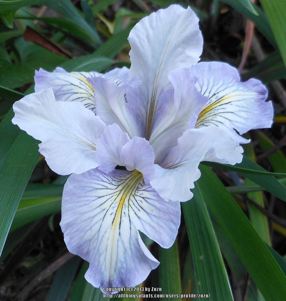 Pacific Coast Iris (Iris 'Banner for Iona') in the Irises Database ...