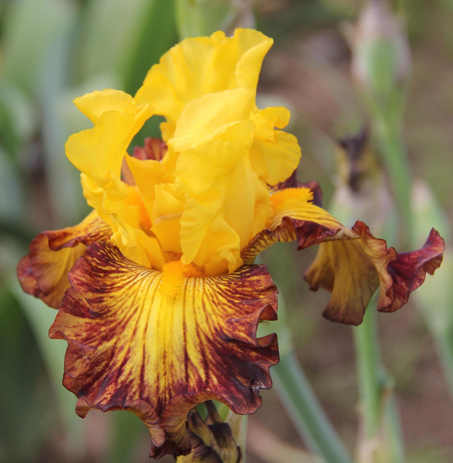 Tall Bearded Iris (Iris 'Tiger Play') in the Irises Database - Garden.org